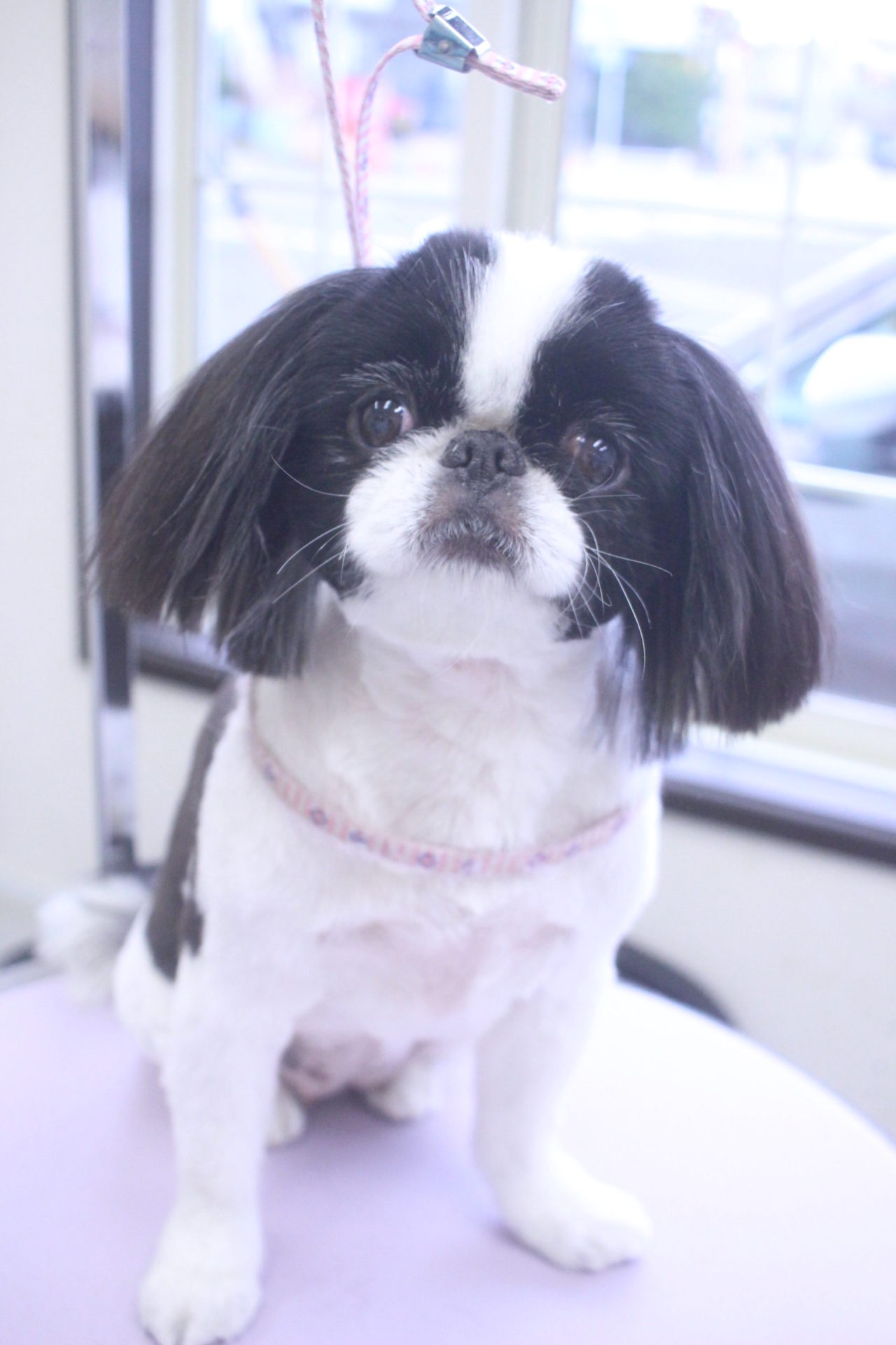 今日のWanko - ドッグサロンSnipSnip