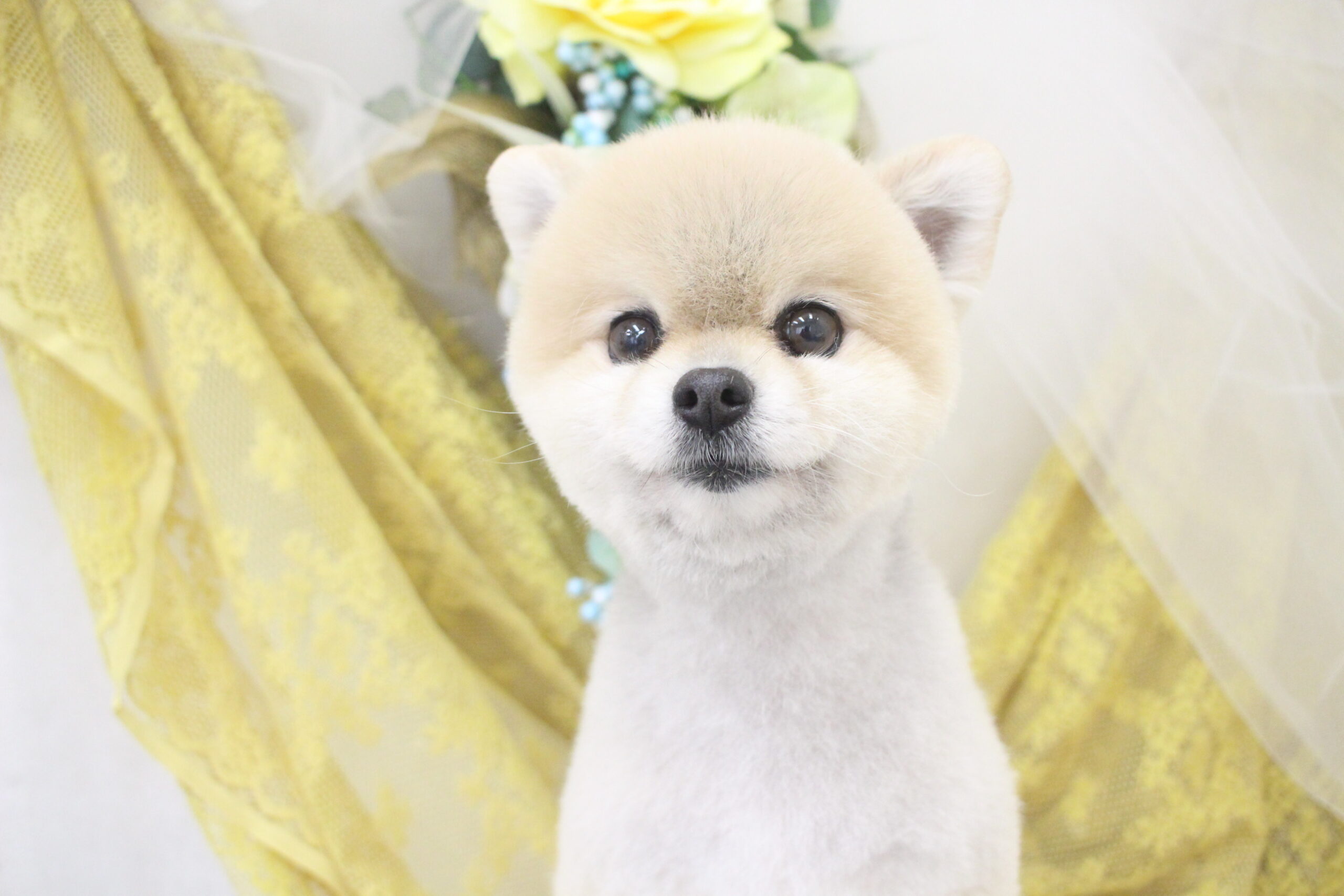 6月の予約受付開始しました。 - ドッグサロンSnipSnip