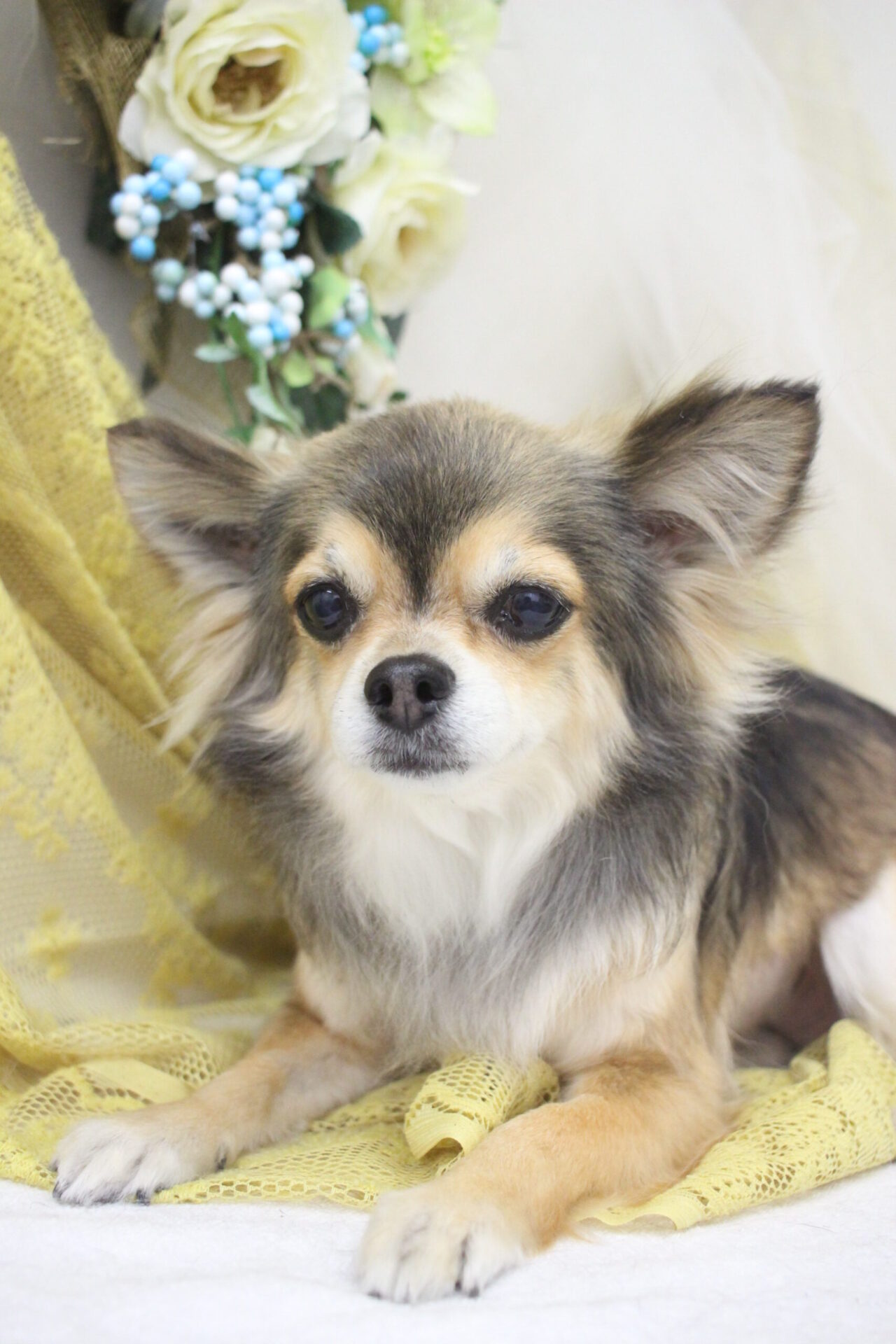 6月の予約受付開始しました。 - ドッグサロンSnipSnip