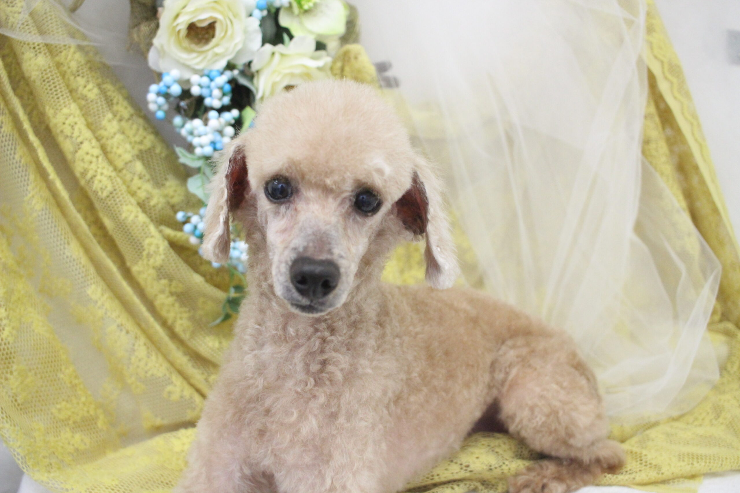 Instagramで動画投稿でも - ドッグサロンSnipSnip