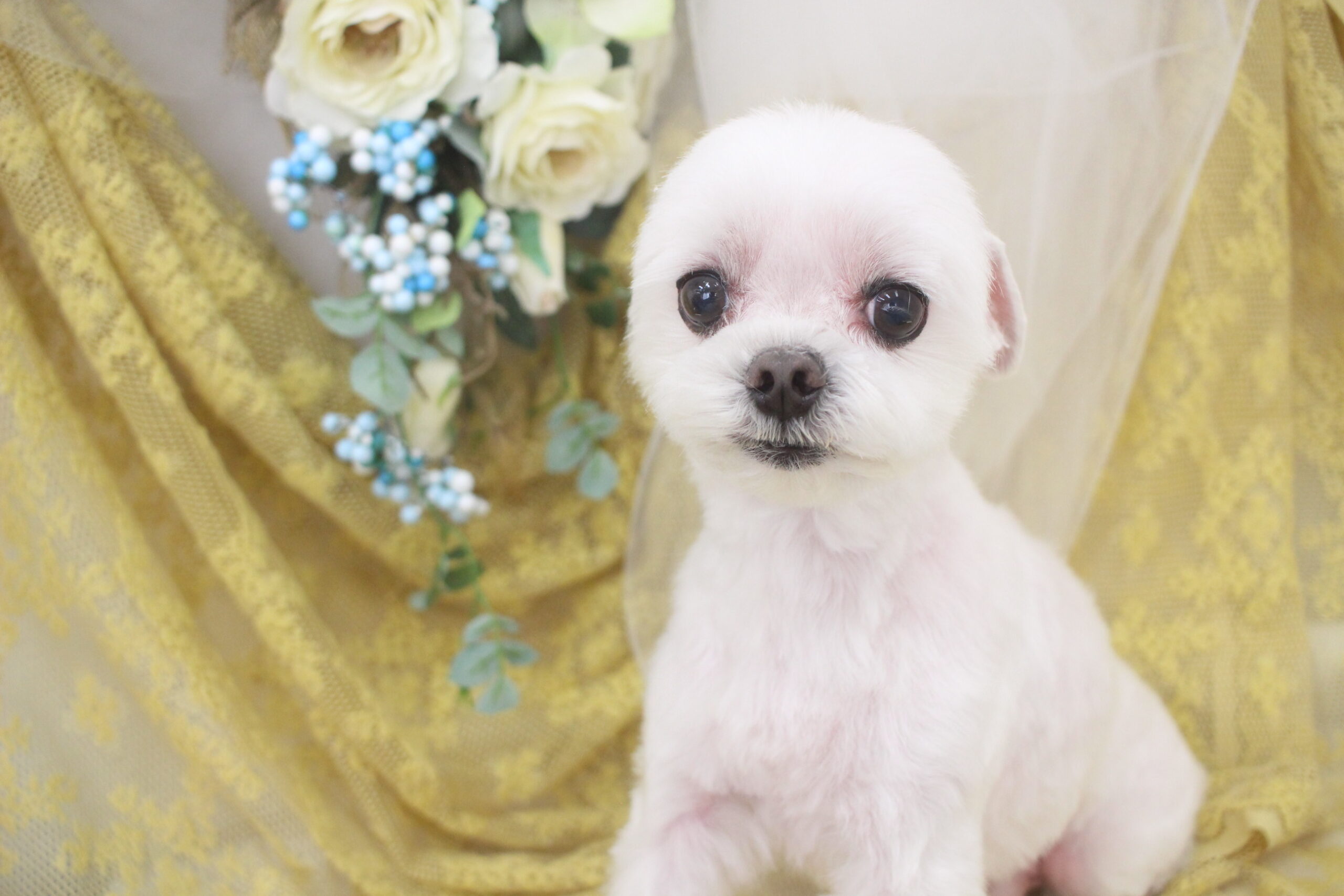 新しいお知らせ - ドッグサロンSnipSnip