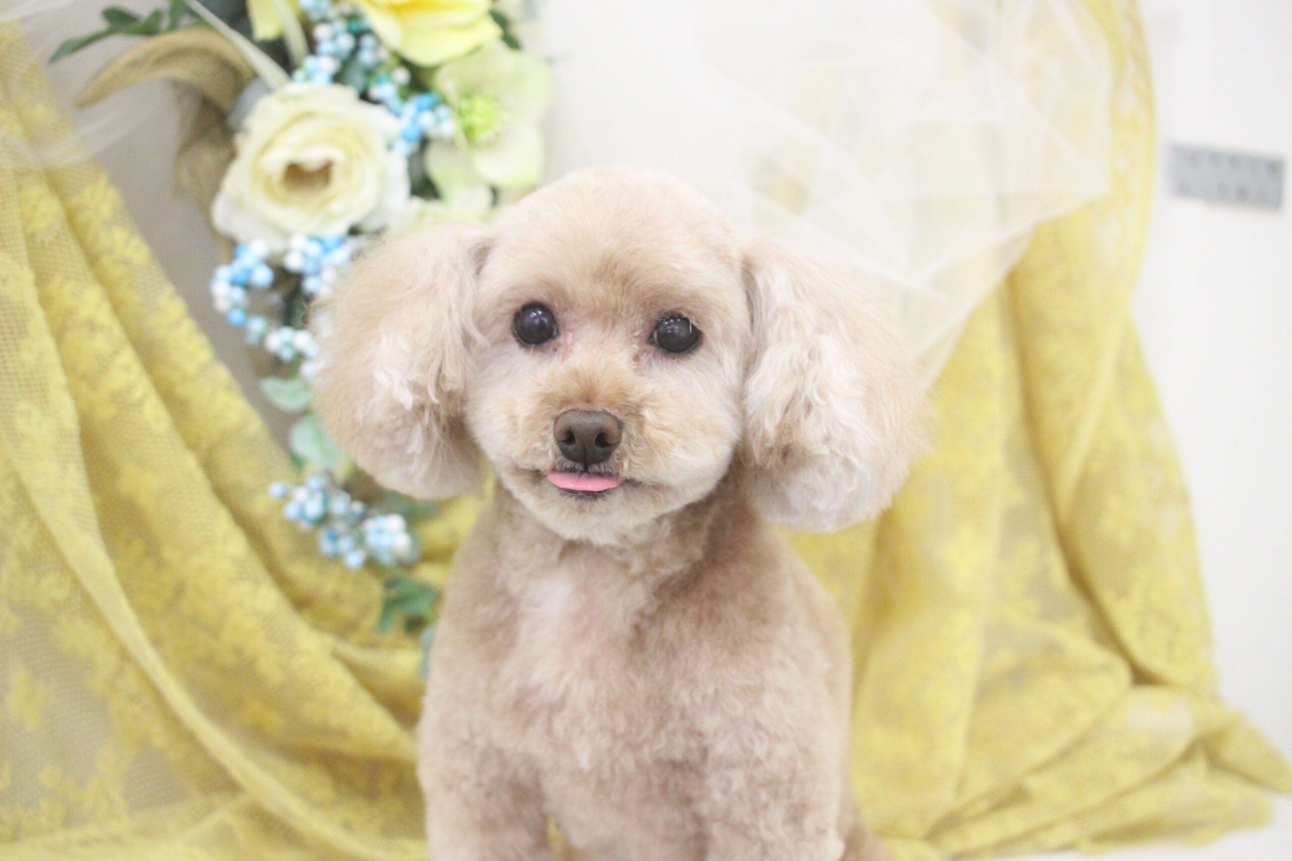 今日のWanko - ドッグサロンSnipSnip