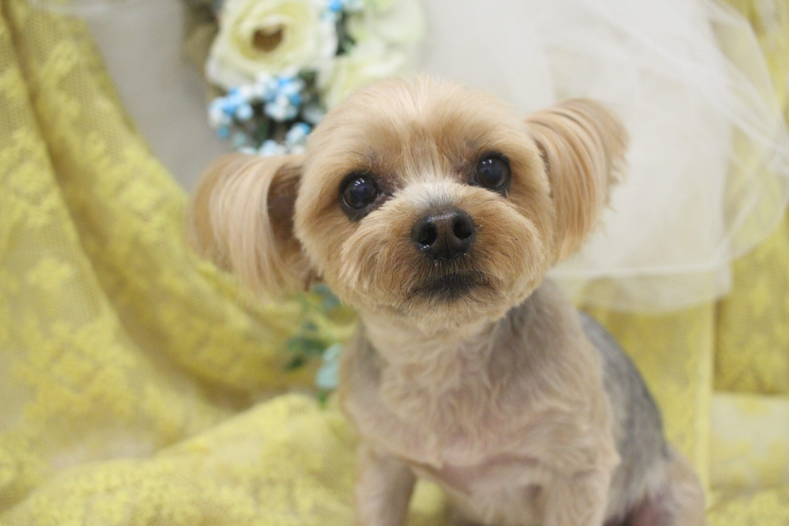 今日のわんこ - ドッグサロンSnipSnip