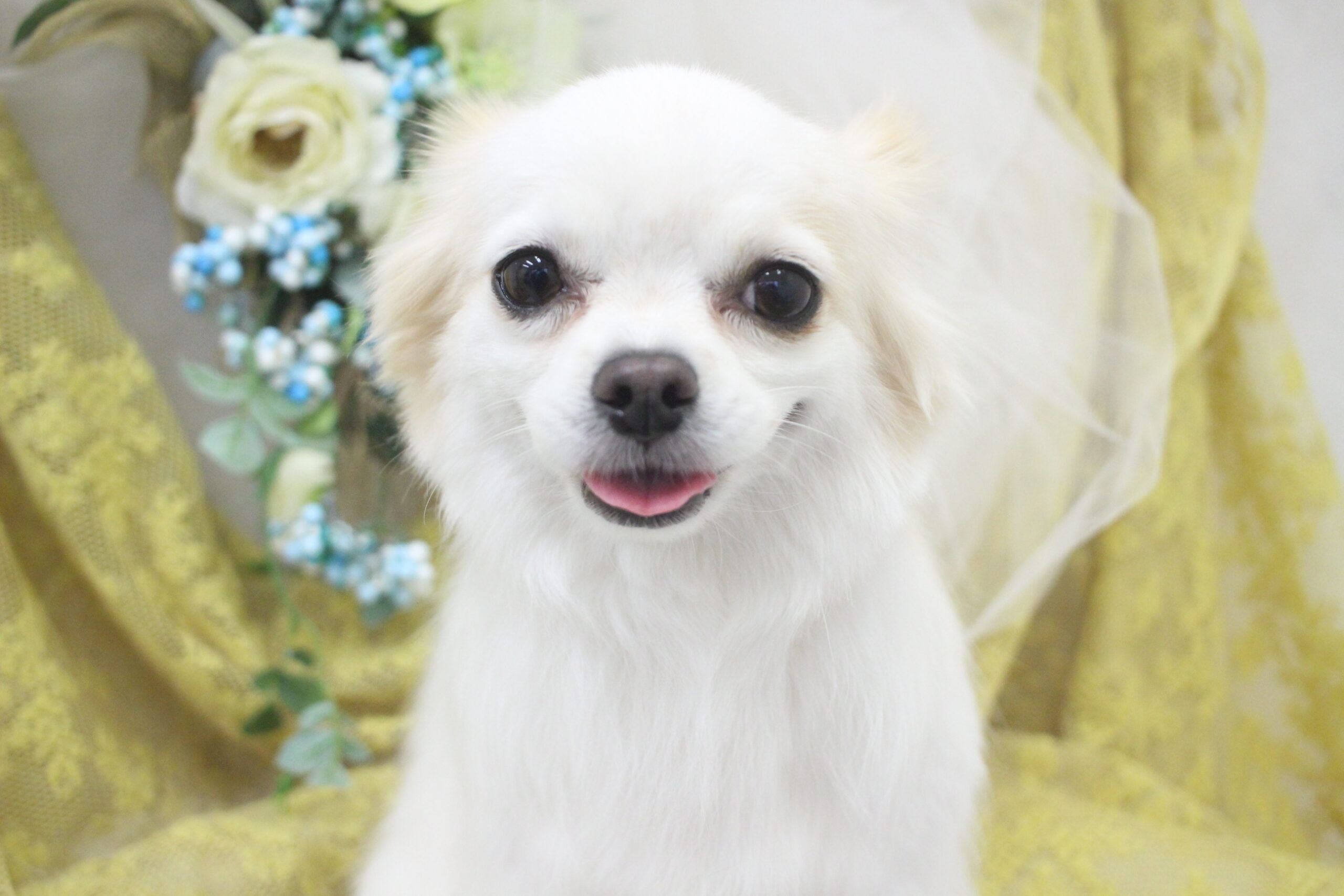 お尻すりすりが気になったら - ドッグサロンSnipSnip