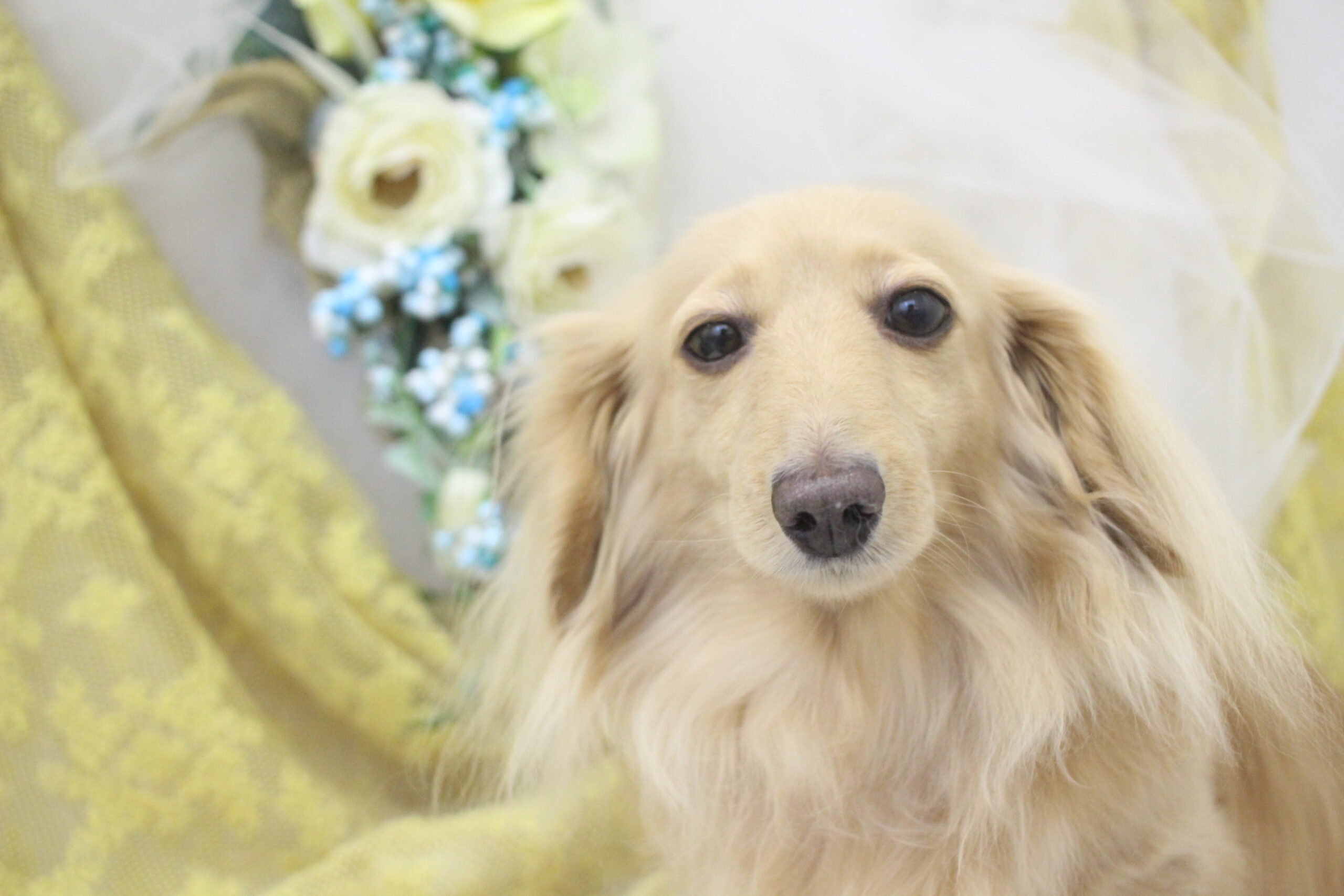 今日のわんこたち - ドッグサロンSnipSnip