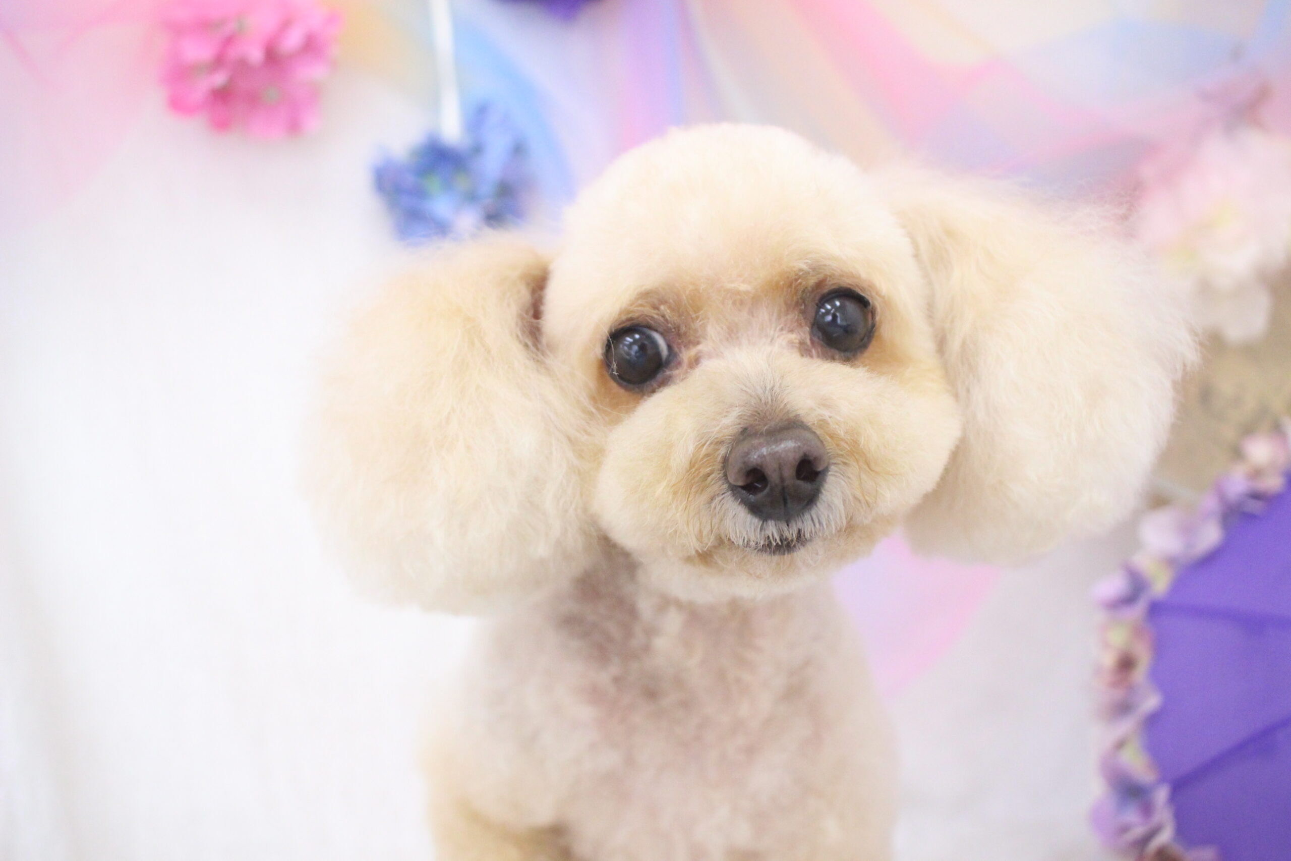 おいしい悩み、かわいい悩み。選ぶって楽しい！ - ドッグサロンSnipSnip