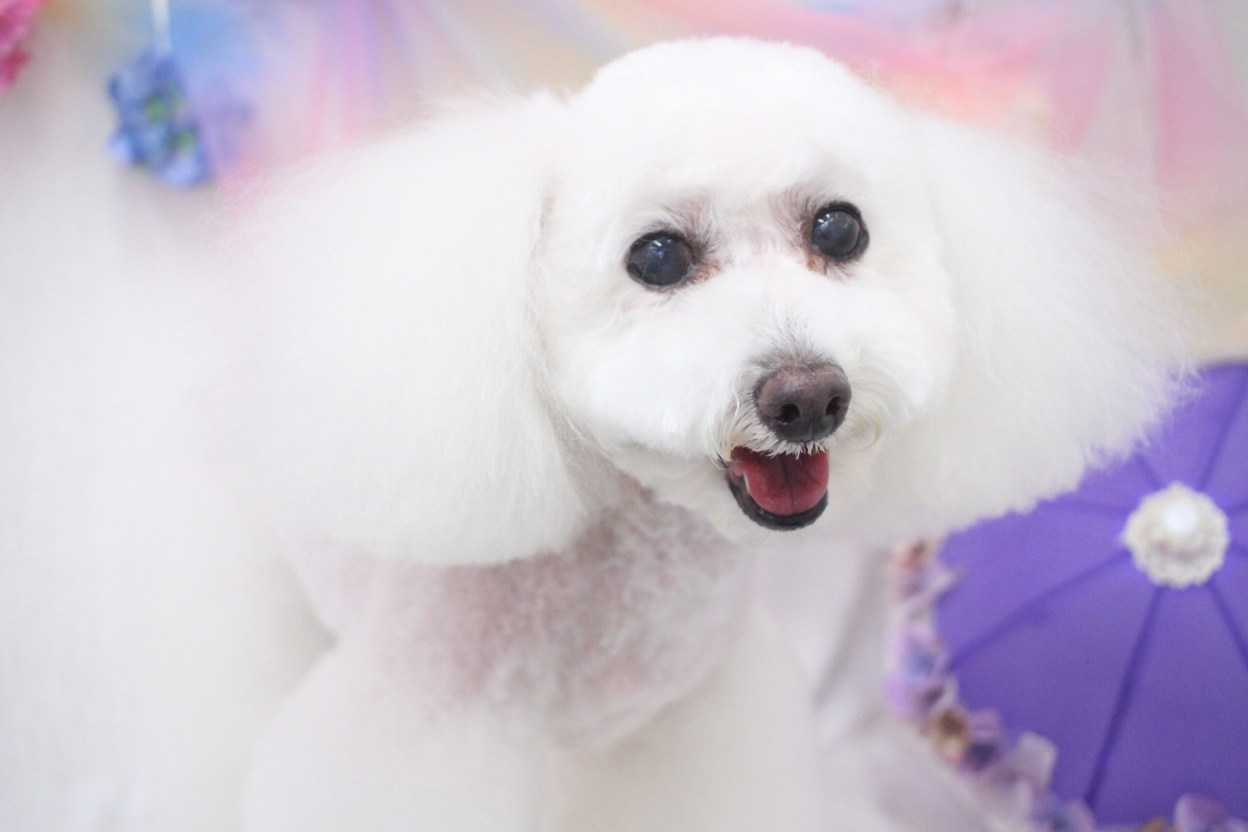 ⛈️ 台風接近中！雷や風の音にびっくりする子、増えてます - ドッグサロンSnipSnip