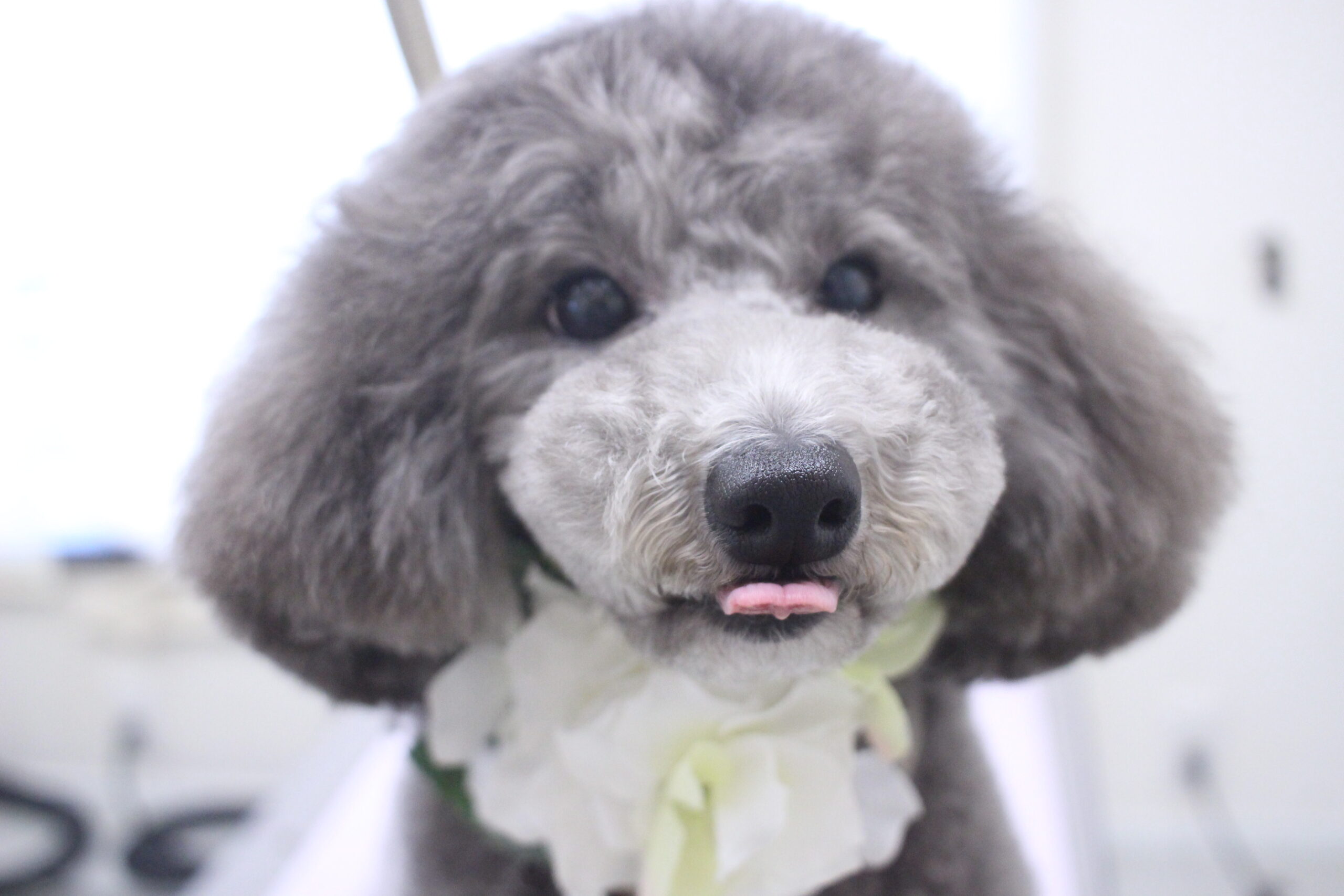 紫陽花とわんこ - ドッグサロンSnipSnip