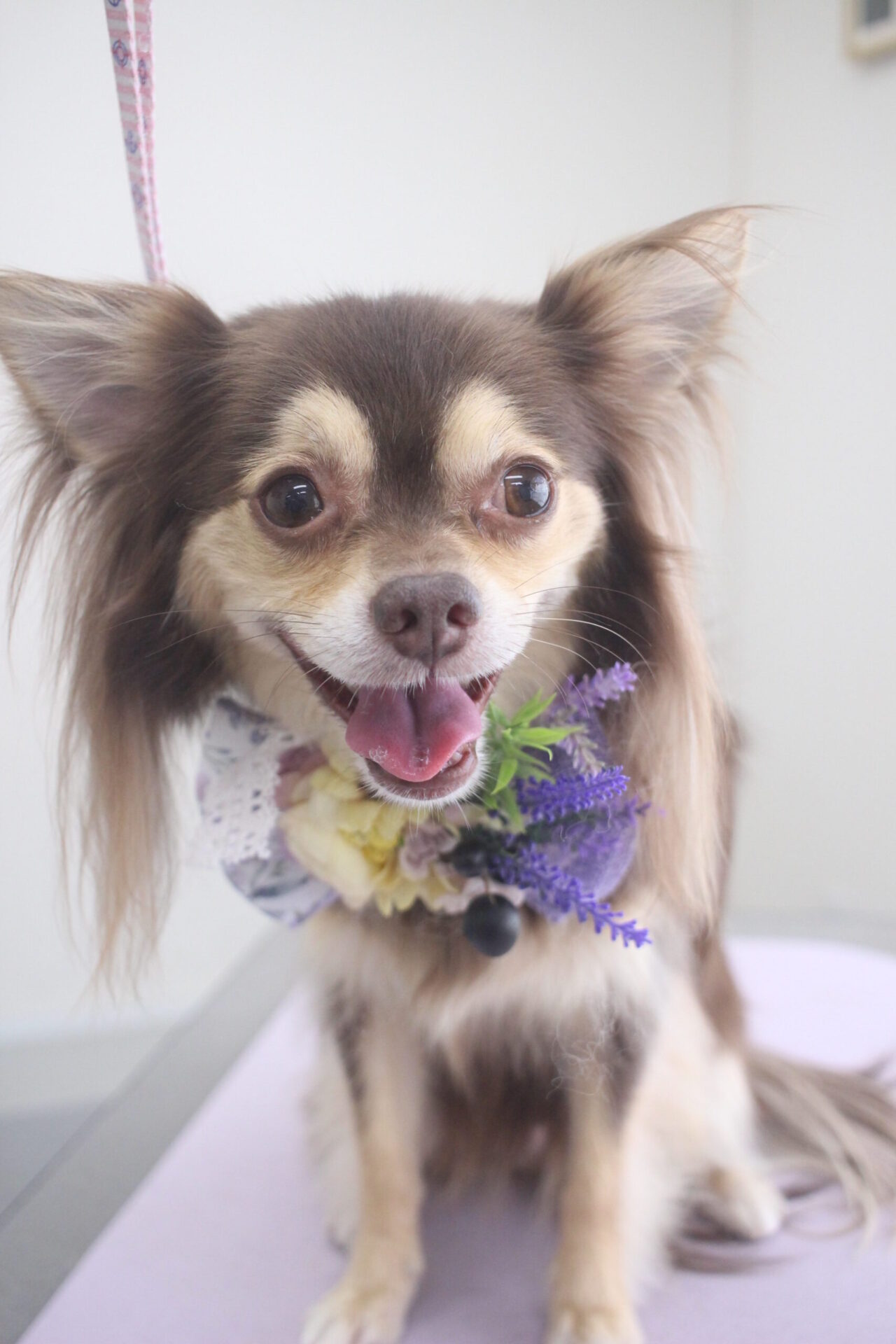 🎆 夏の夜、花火の音が苦手なわんちゃんへ - ドッグサロンSnipSnip