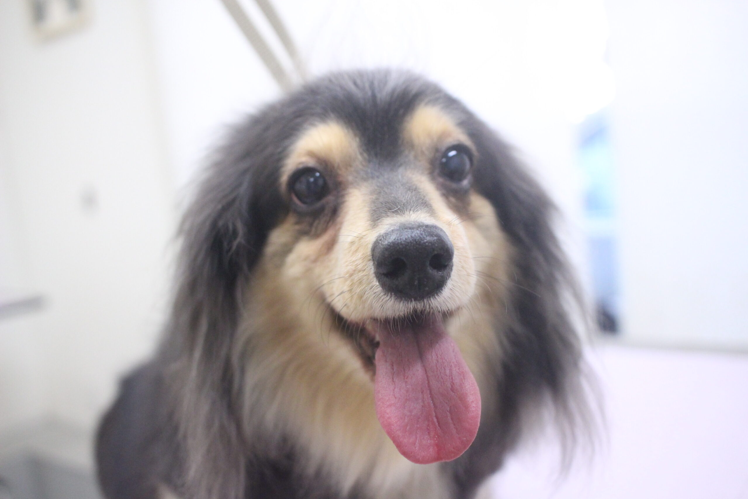 🏠おうちでできる肉球ケア - ドッグサロンSnipSnip