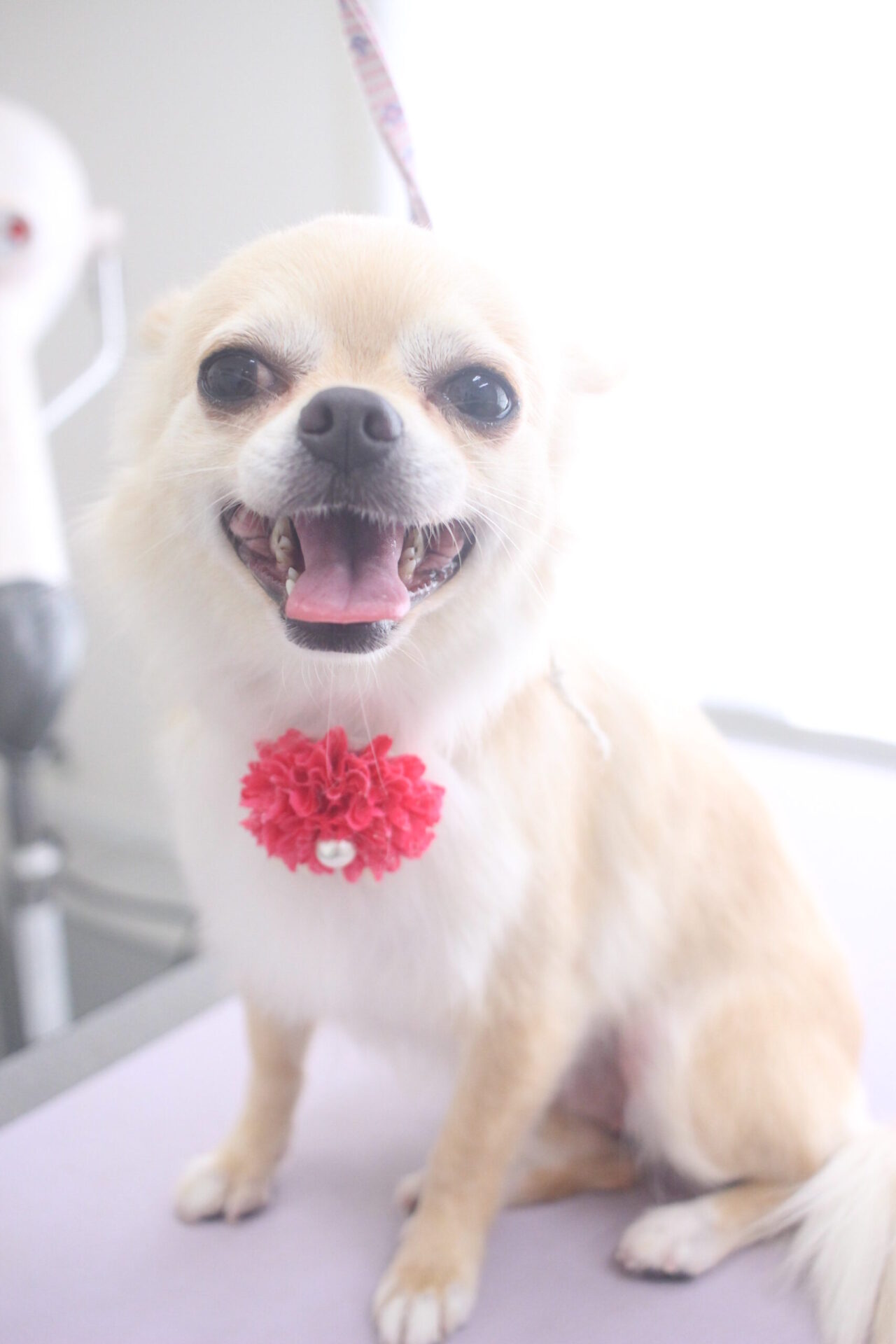 東京の専門スクールで念願のスウェーデン式ドッグマッサージを学んできました🐶 - ドッグサロンSnipSnip