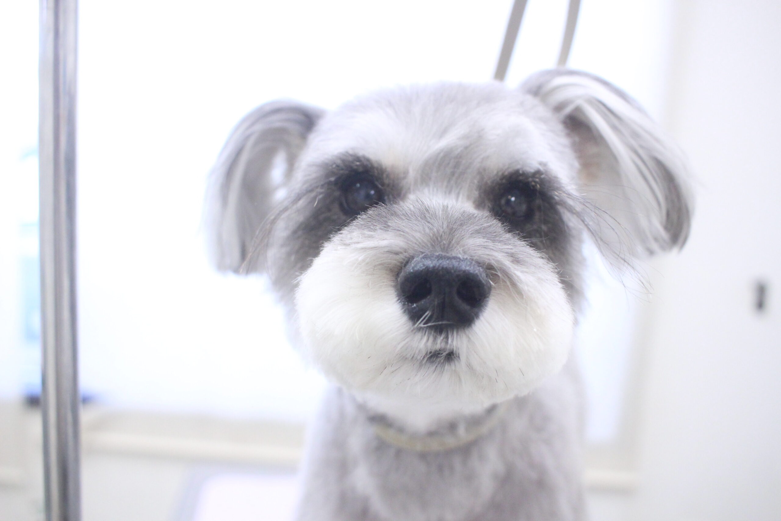 きょうのわんこたち - ドッグサロンSnipSnip