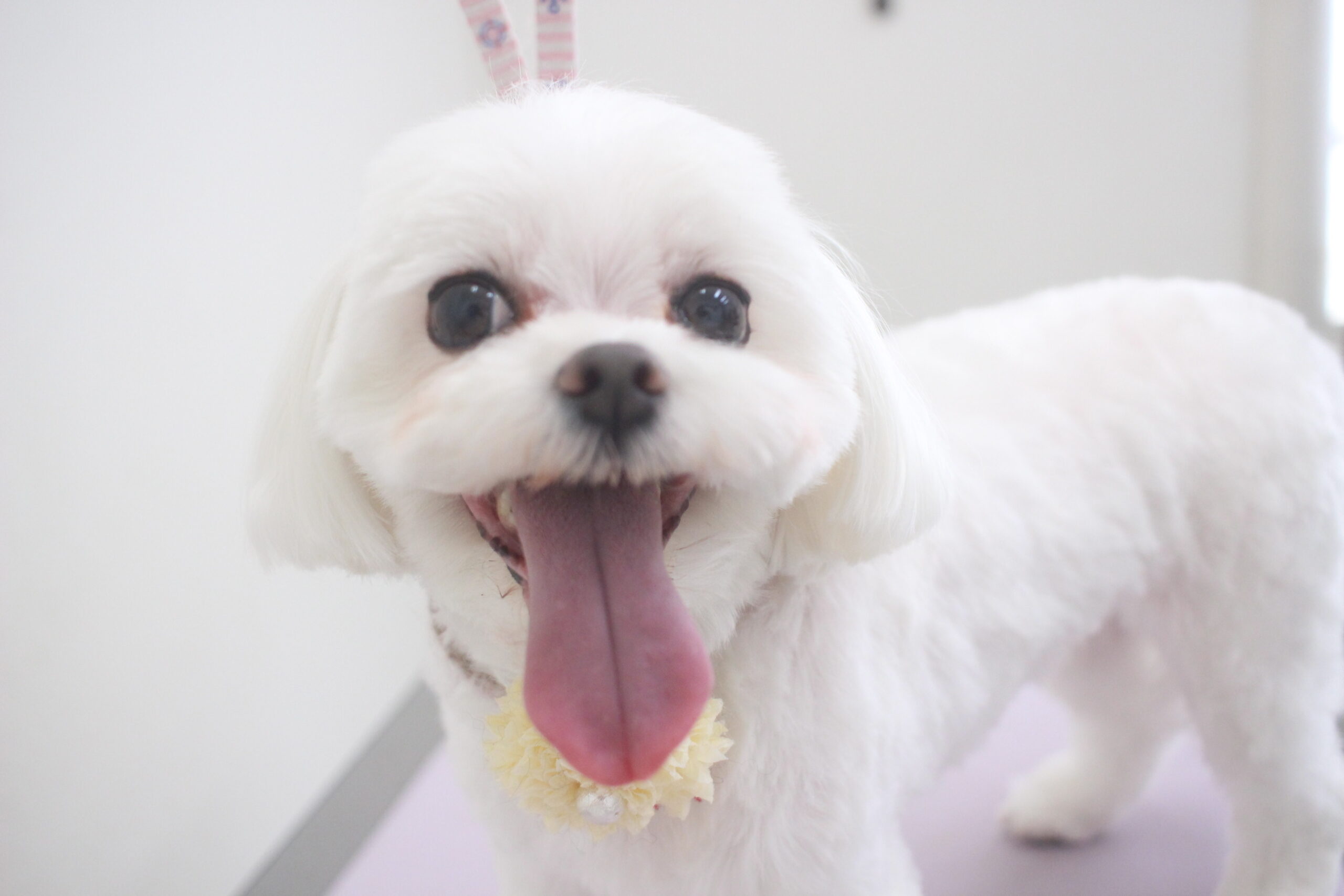 今日のわん～こたち - ドッグサロンSnipSnip